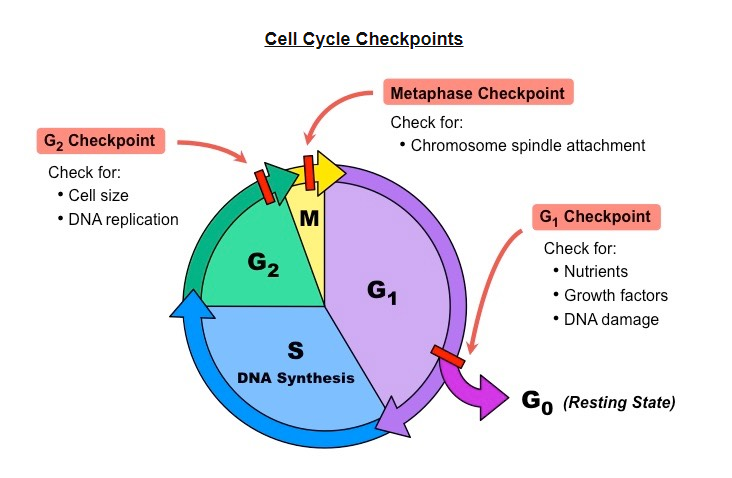 세포 주기(Cell cycle) : 네이버 블로그
