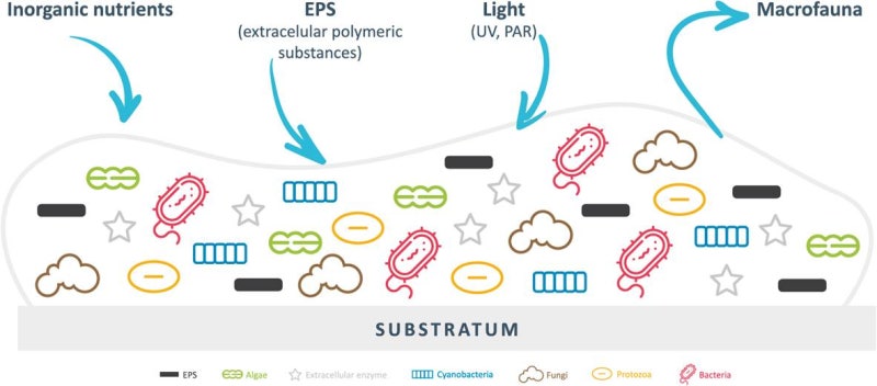 바이오필름(Biofilm) 제거 - Biofinder & Remover : 네이버 블로그