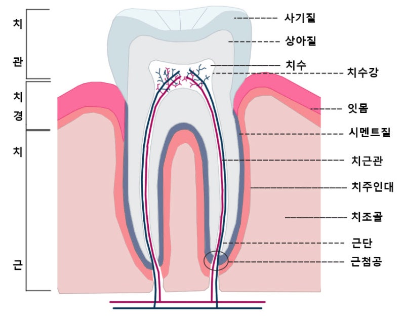 치아 신경치료 후 통증 등 Faq 정리 울산치과추천정보 네이버 블로그