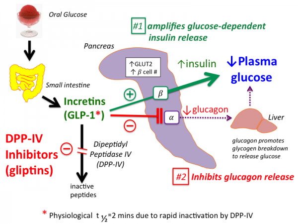 당뇨병 치료제 - DPP4 inhibitor : 네이버 블로그
