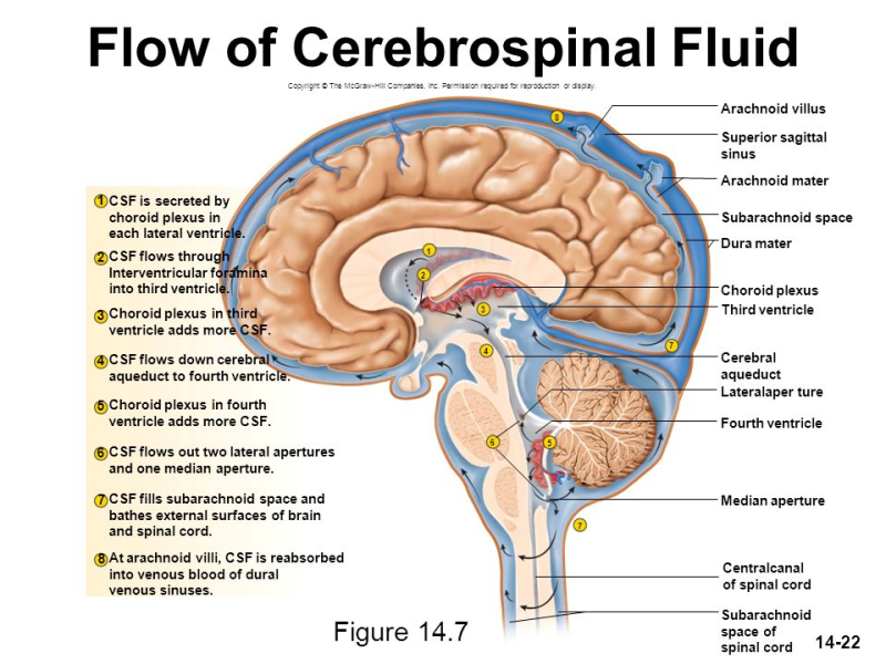 뇌척수액 분석(Cerebrospinal fluid analysis, CSF) : 네이버 블로그