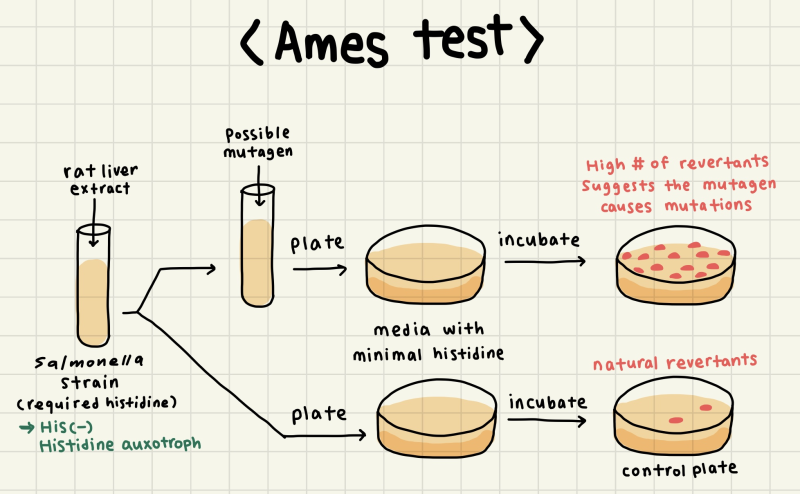 Ames test : 네이버 블로그