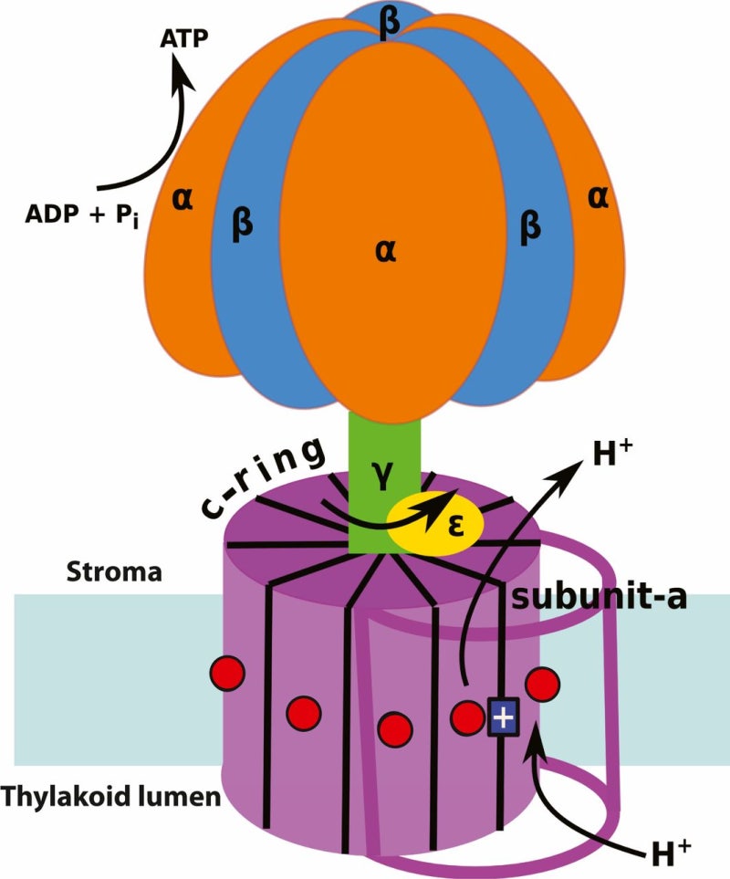 ATP 합성 과정 : ATP 합성효소(F0F1 complex)- 광합성에서 ATP 생성 원리 : 네이버 블로그