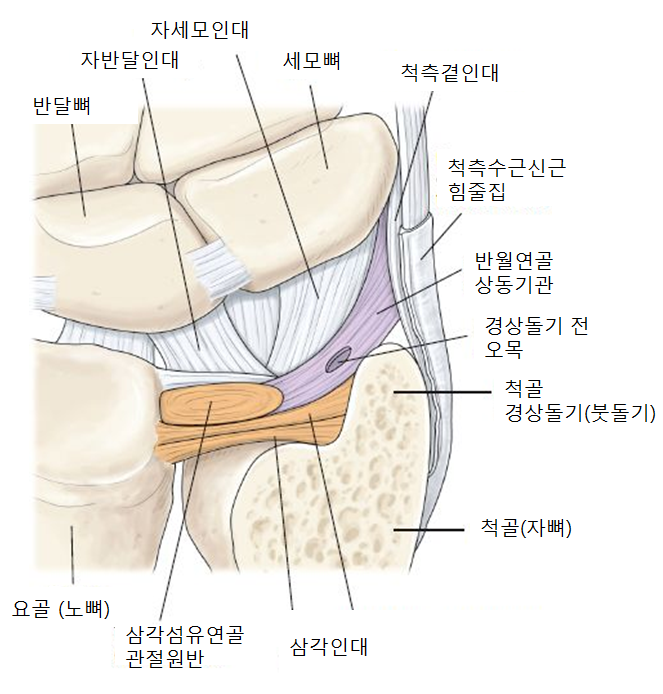 손목의 통증 3 삼각 섬유연골 복합체 Tfcc 손상 네이버 블로그