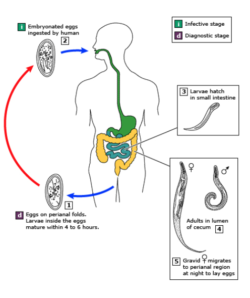 엔테로비우스 버미큘라리스 (요충), 생활 주기와 전염, Enterobius vermicularis (pinworm), life ...