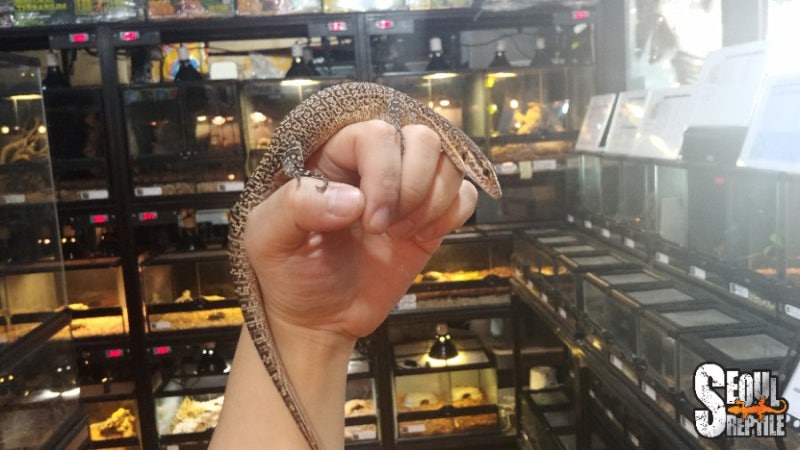 폭풍 성장한 피콕 모니터, 중소형 파충류의 매력! (Peacock monitor / Varanus auffenbergi ...