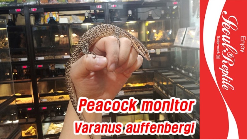 폭풍 성장한 피콕 모니터, 중소형 파충류의 매력! (Peacock monitor / Varanus auffenbergi ...
