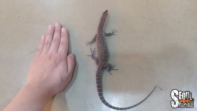 폭풍 성장한 피콕 모니터, 중소형 파충류의 매력! (Peacock monitor / Varanus auffenbergi ...