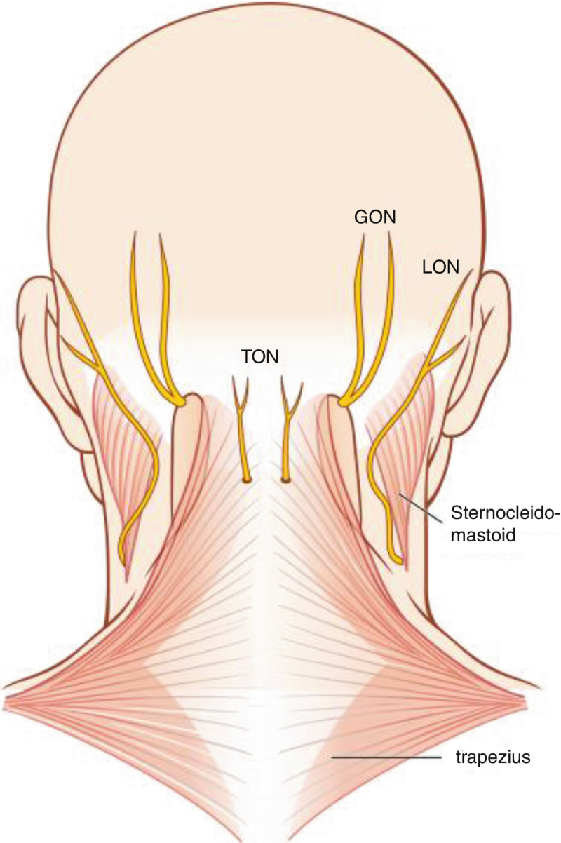 경추에서 기인하는 통증(Cervical spinal pain) : 네이버 블로그