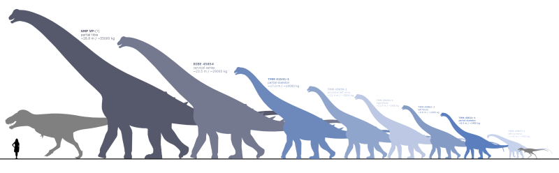 T rex vs Diplodocus : 네이버 블로그