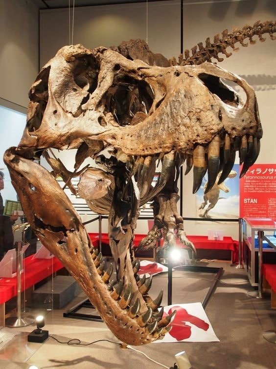 T rex vs Diplodocus : 네이버 블로그