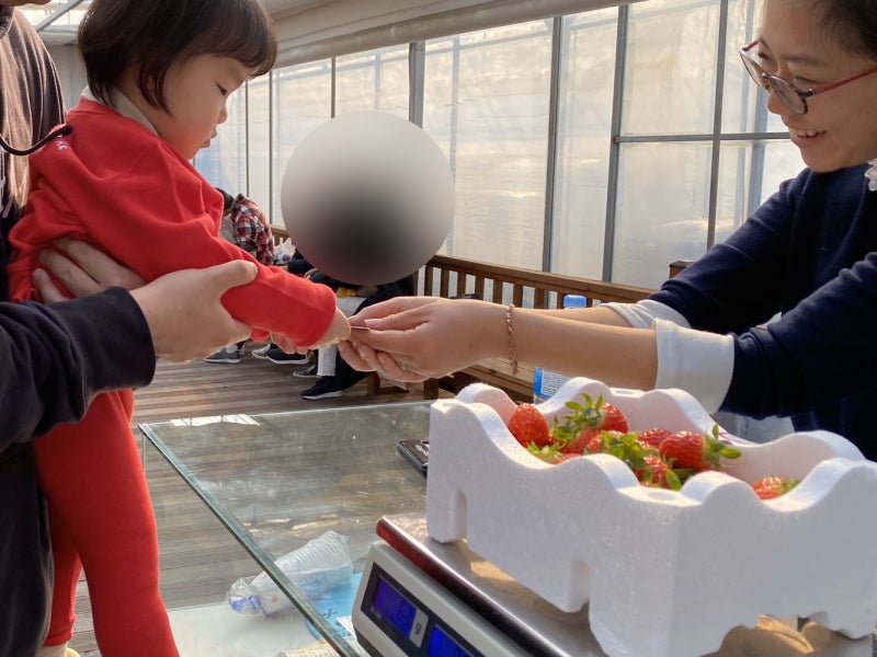 일산 딸기체험농장 일산 성연딸기 딸기따기체험 네이버 블로그