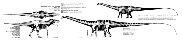 T rex vs Diplodocus : 네이버 블로그