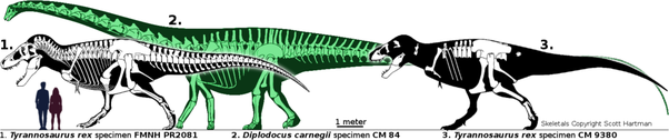 T rex vs Diplodocus : 네이버 블로그
