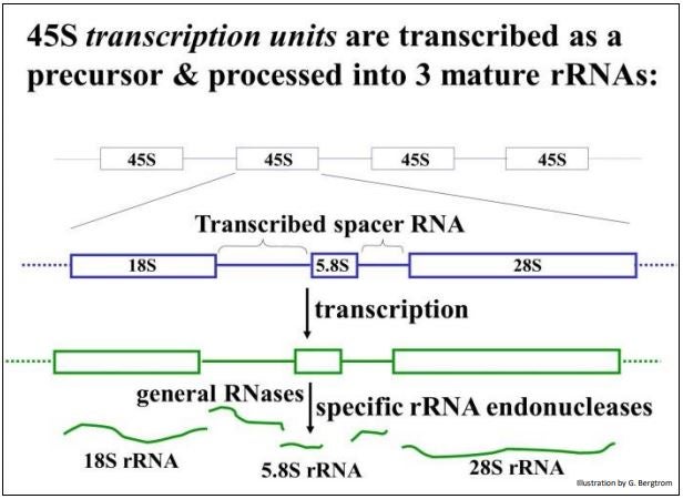RNA 중합효소 polymerase Ⅰ, Ⅱ, Ⅲ에 의해 rRNA, mRNA, tRNA가 생성 : 네이버 블로그