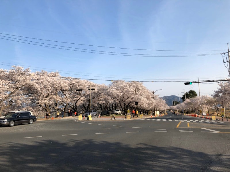 경주 벚꽃 드라이브 명소 흥무로 김유신장군묘 벚꽃길 만개했어요 네이버 블로그