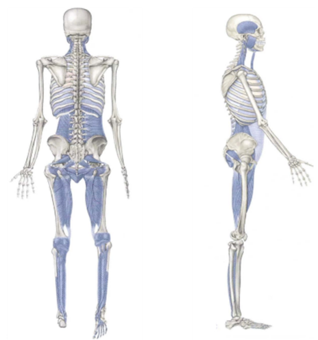 심부전방선(The Deep Front Line) : 네이버 블로그