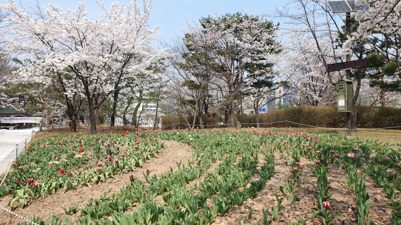 성남 최고의 벚꽃 명소 분당중앙공원 네이버 블로그