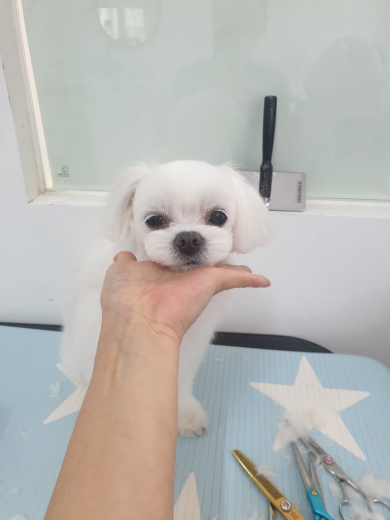 도도 말티즈목욕 송파잠실방이위례애견미용 네이버 블로그