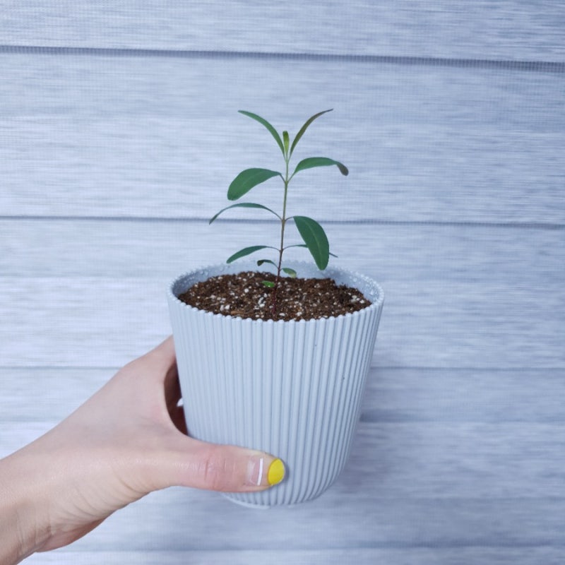 [doflora 합정꽃집 꽃공방] 두플로라 유칼립투스 파는곳 /레몬부쉬 파종 및 성장 기록/ : 네이버 블로그