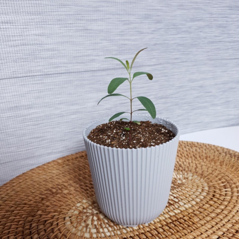 [doflora 합정꽃집 꽃공방] 두플로라 유칼립투스 파는곳 /레몬부쉬 파종 및 성장 기록/ : 네이버 블로그