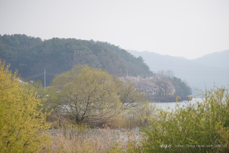 세종시 고복저수지 벚꽃 수변 데크 둘레길 트레킹 고복자연공원 네이버 블로그