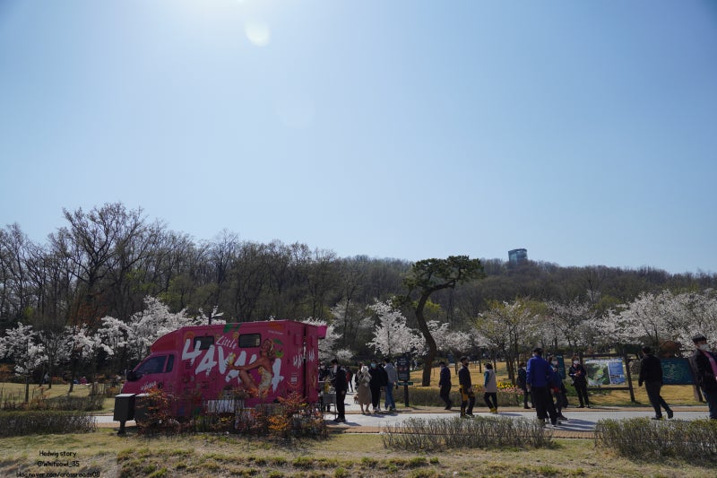 북서울꿈의숲 벚꽃 공원 산책하기 네이버 블로그