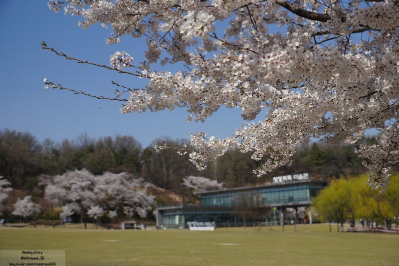 북서울꿈의숲 벚꽃 공원 산책하기 네이버 블로그
