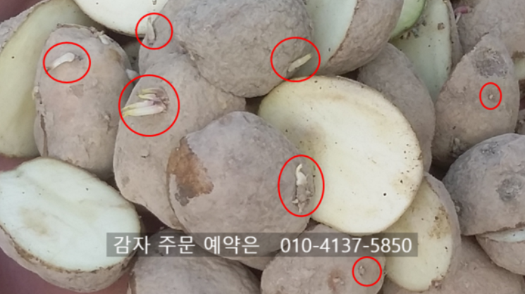 감자 심는 법 And 심는 시기 씨감자 봄감자 하지감자 By 감자 파는곳 네이버 블로그
