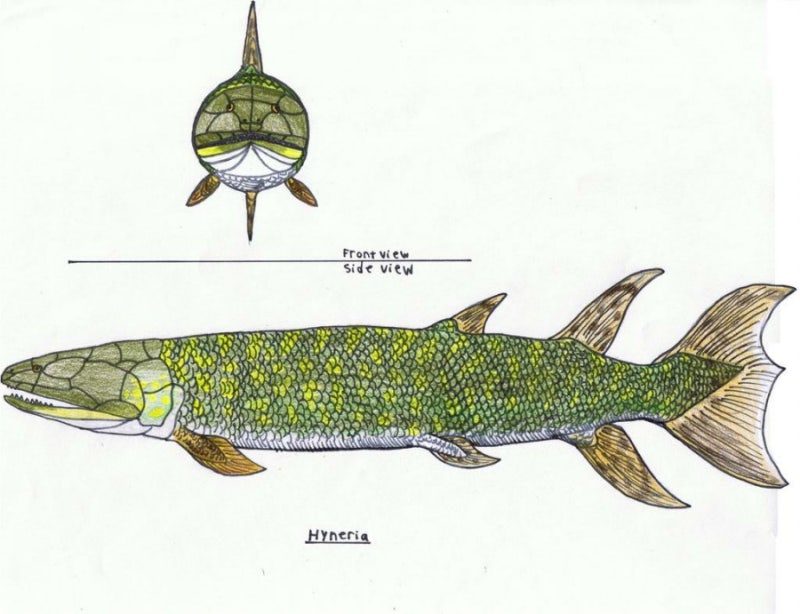 하이네리아(히네리아/hyneria) : 네이버 블로그