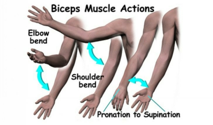 상완이두근biceps Brachii 상완이두근 해부학 위팔두갈래근 네이버 블로그
