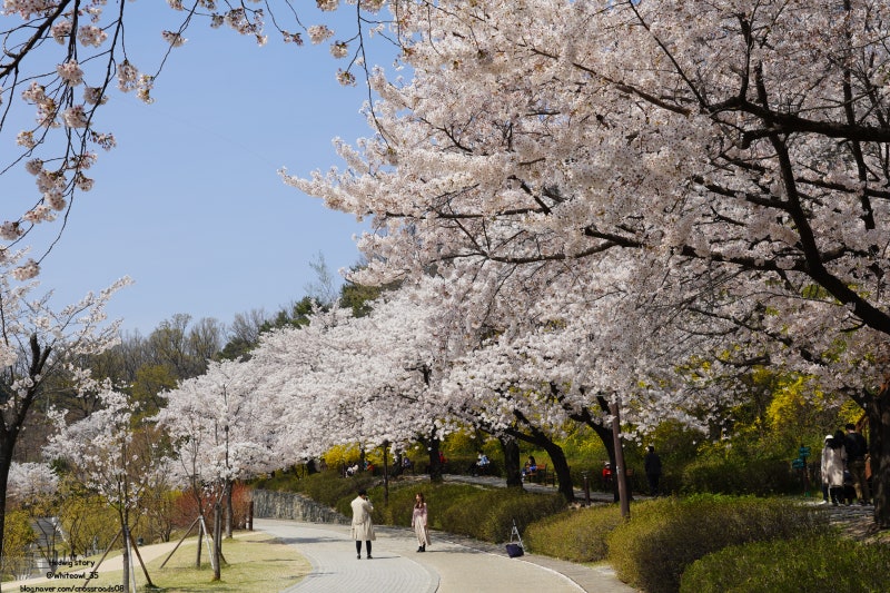 북서울꿈의숲 벚꽃 공원 산책하기 네이버 블로그