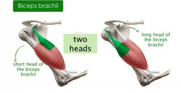 상완이두근biceps Brachii 상완이두근 해부학 위팔두갈래근 네이버 블로그