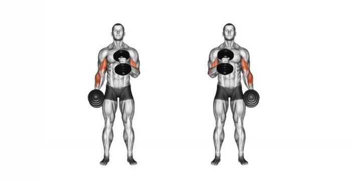 상완이두근biceps Brachii 상완이두근 해부학 위팔두갈래근 네이버 블로그