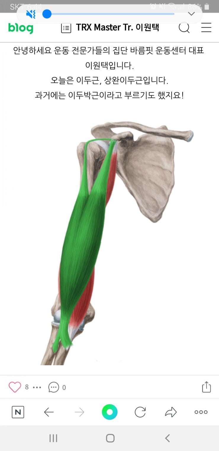 상완이두근biceps Brachii 상완이두근 해부학 위팔두갈래근 네이버 블로그