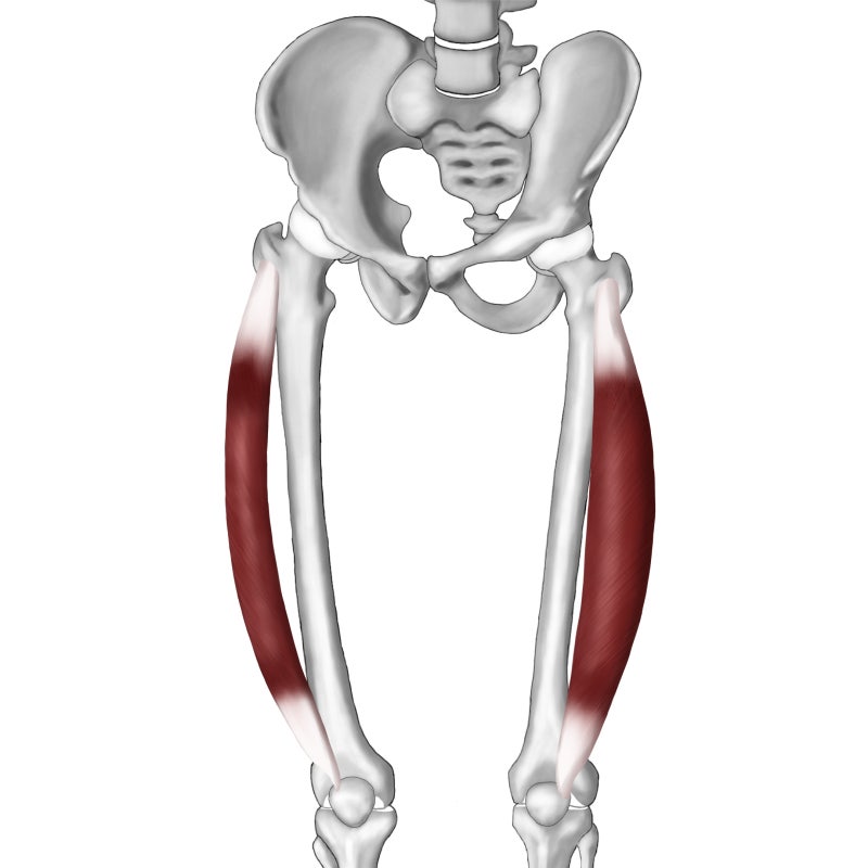 외측광근(가쪽넓은근, Vastus Lateralis) : 네이버 블로그