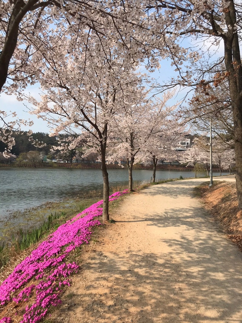 군산 은파호수공원 벚꽃이 한창입니다 네이버 블로그