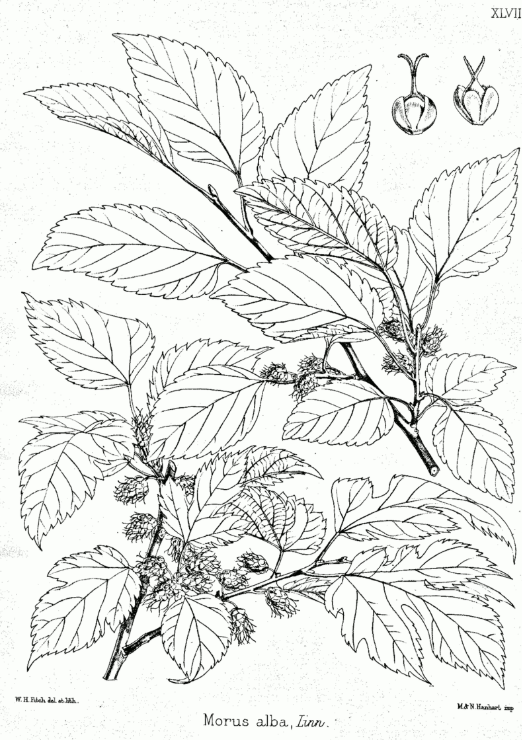 뽕나무뿌리추출물 Morus Alba Root Extract 전성분 성분 분석 : 네이버 블로그