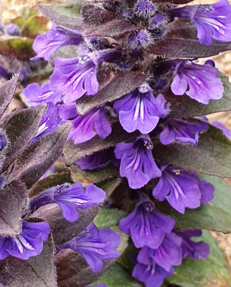 조개나물-꿀풀과의 여러해살이풀 : 네이버 블로그