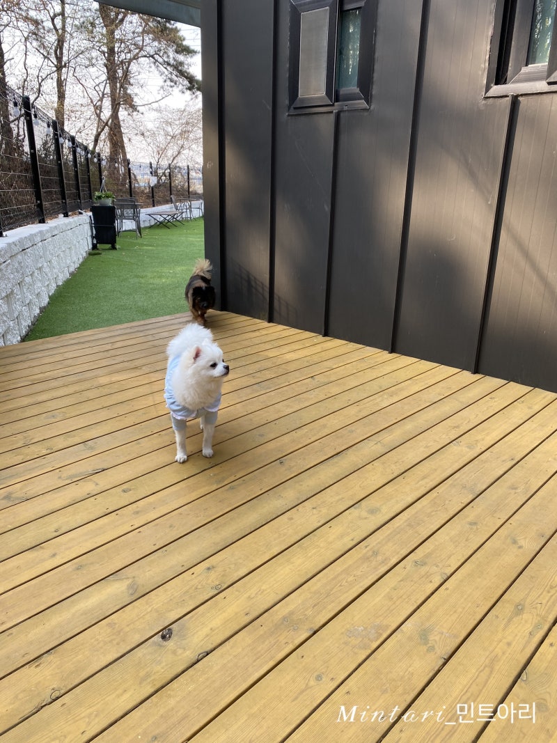 평택애견동반카페 죽백동 카페위드 네이버 블로그