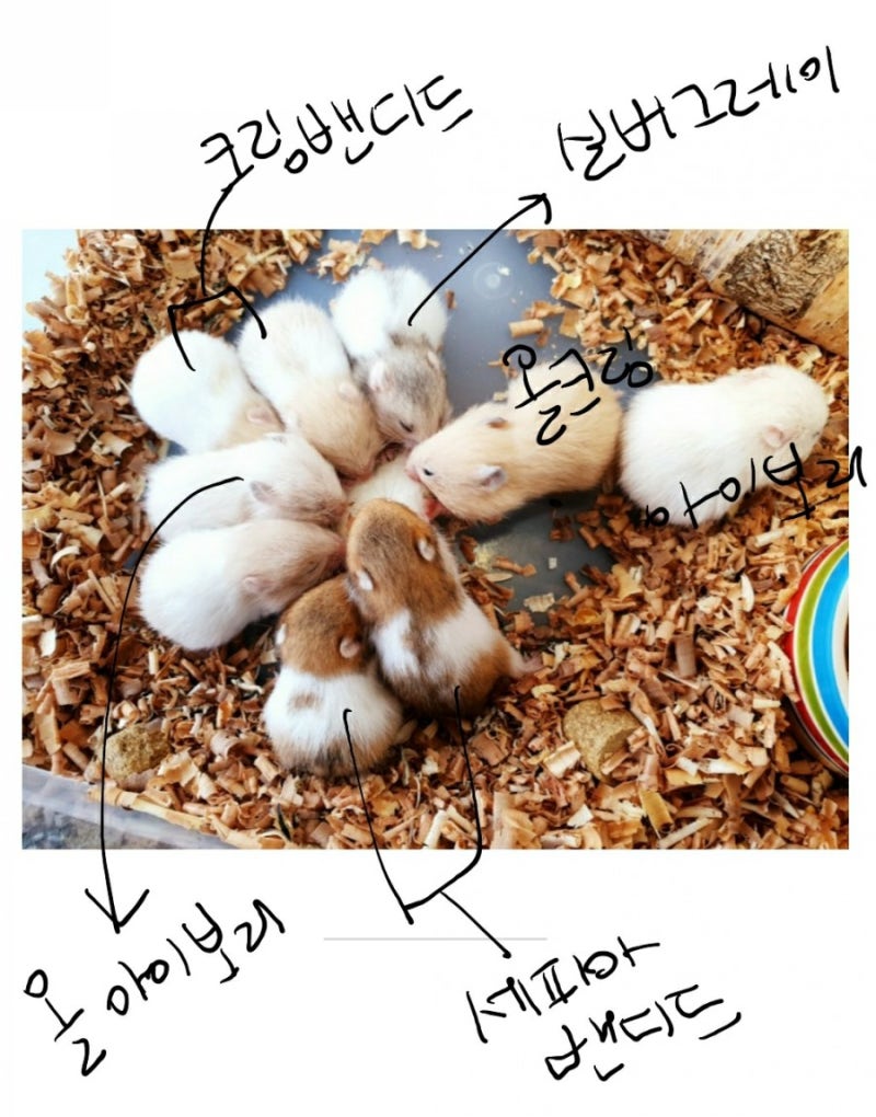 도치야 4월 장모햄스터분양 장모 골든햄스터 분양 네이버 블로그