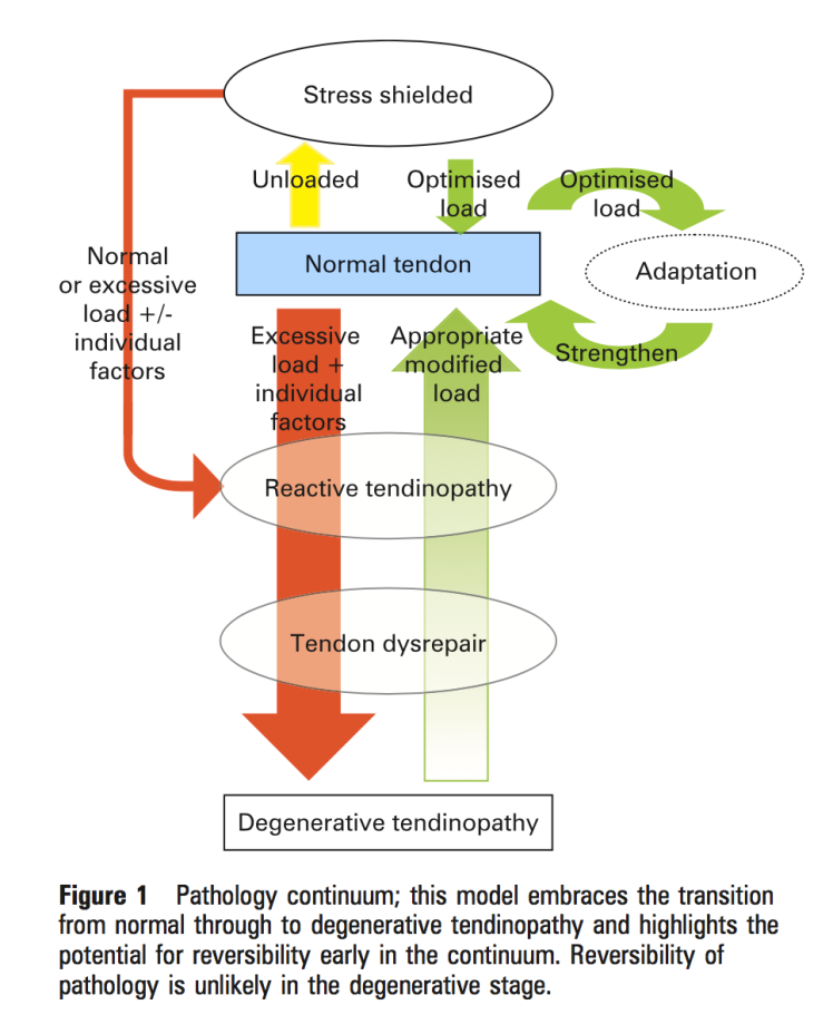 TENDINOPATHY1-1::IS TENDON PATHOLOGY A CONTINUUM? : 네이버 블로그