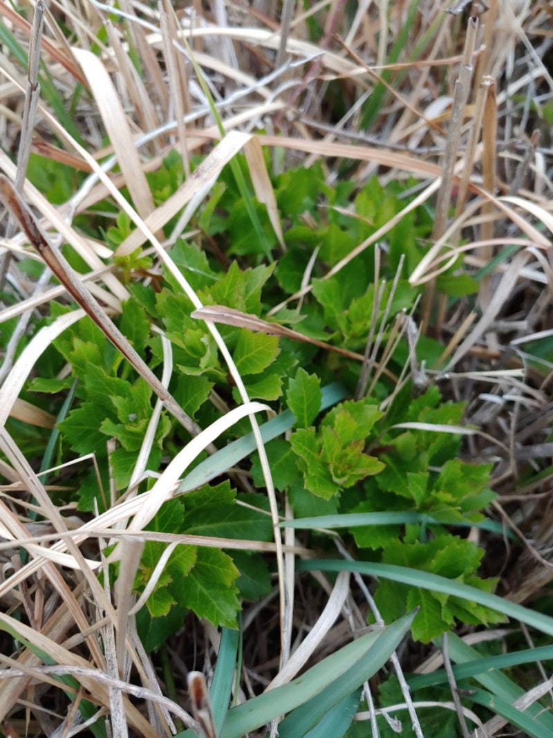 절벽 #잔대와 효능 : 네이버 블로그