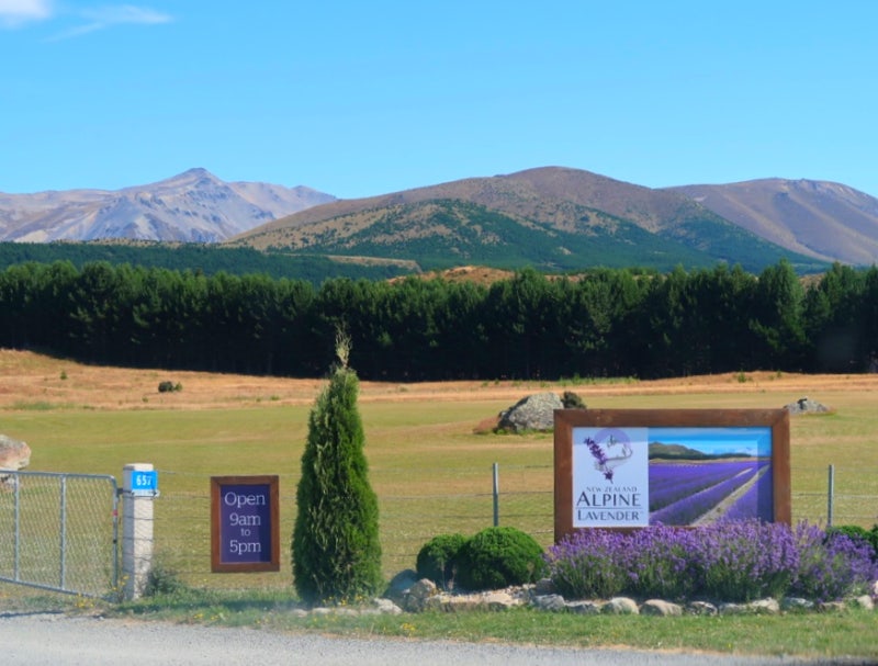 Nz 뉴질랜드 레이크 푸카키 알파인 라벤더 농장nz Alpine Lavender Farm 네이버 블로그