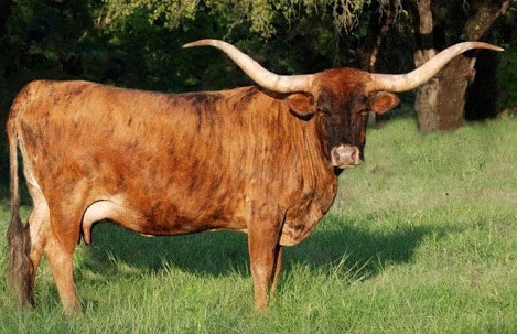 Pied Beauty [G. M. Hopkins] : 네이버 블로그