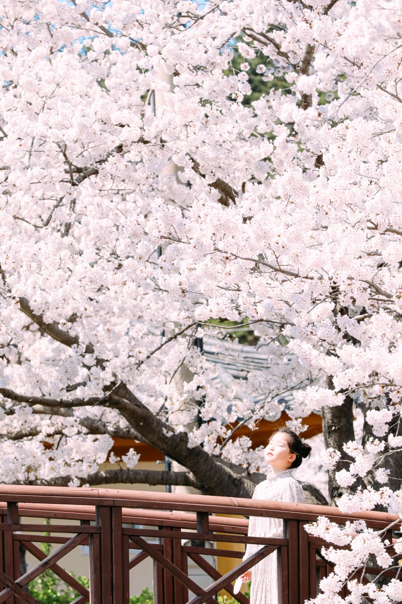 아름다운 벚꽃과 함께한 행복한 순간 with Canon 5d mark iv+ Canon 70-200 f4 ii is lens ...