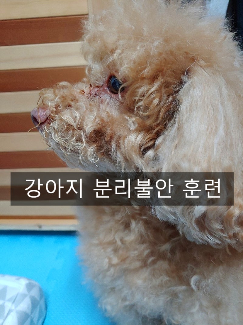 강아지 분리불안 훈련 교육할 때 행동 원인 중요 네이버 블로그