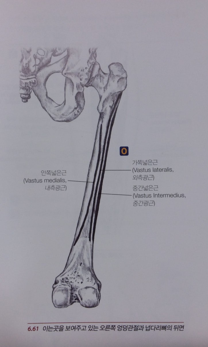 Vastus lateralis / 외측광근 / 가쪽넓은근 (대퇴사두근 03 /Quadriceps Femoris Group ...