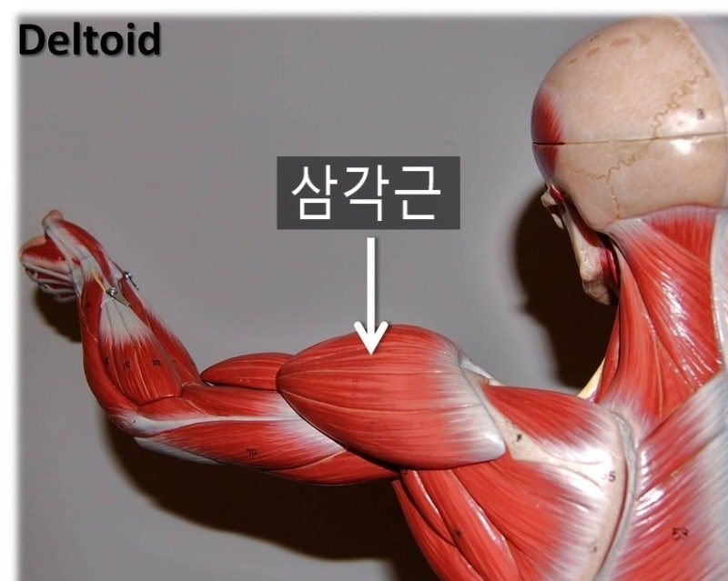 방배동pt 방배역pt 어깨 건강에 중요한 회전근개 네이버 블로그