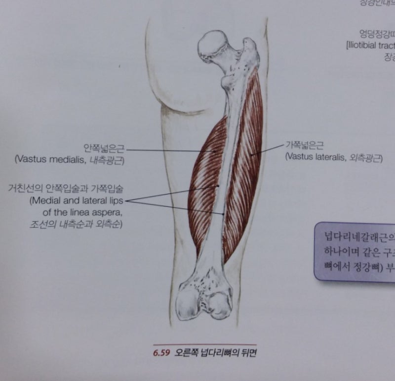Vastus lateralis / 외측광근 / 가쪽넓은근 (대퇴사두근 03 /Quadriceps Femoris Group ...